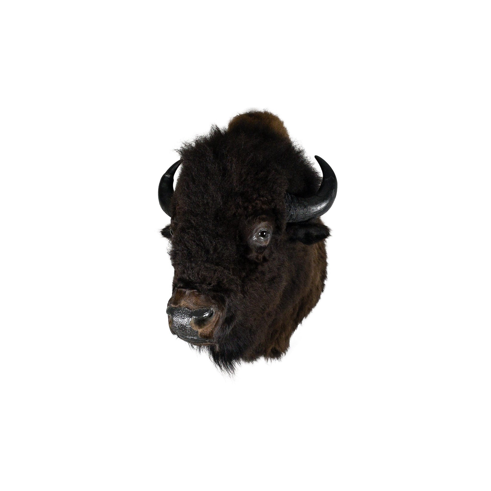 Bison Shoulder Mount - Grade World Class - Item #: 1176 – Taxidermy ...