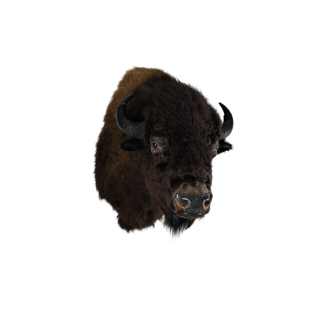 Bison Shoulder Mount - Grade World Class - Item #: 1176 – Taxidermy ...