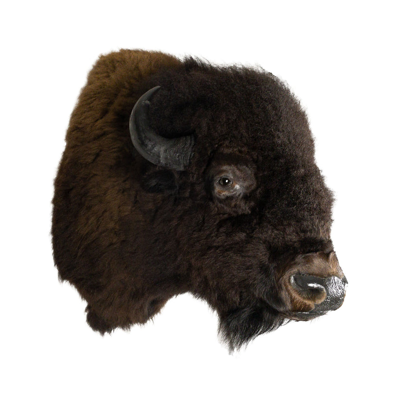 Bison Shoulder Mount - Grade World Class - Item #: 1176 – Taxidermy ...