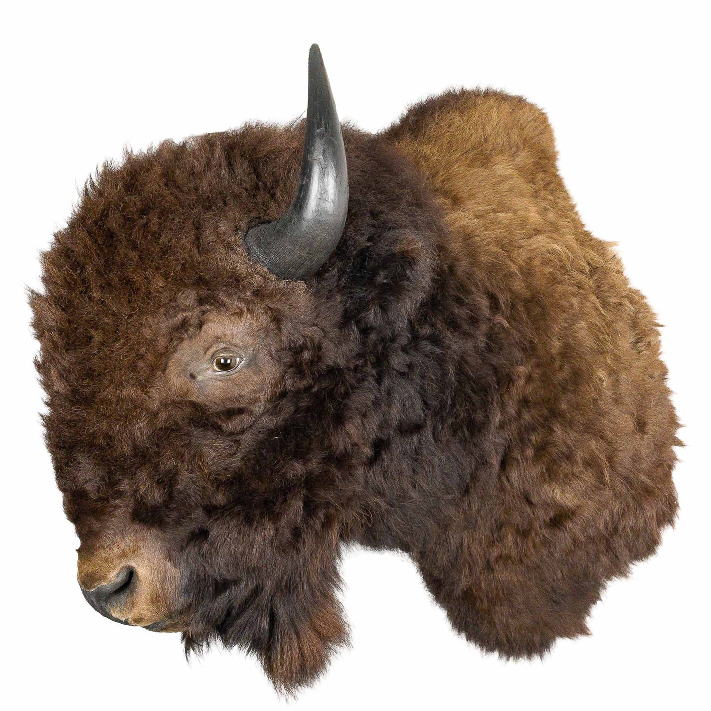 Bison Shoulder Mount - Grade World Class - Item #: 1195 – Taxidermy ...