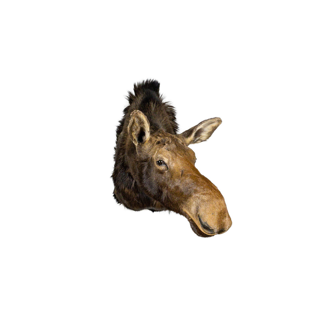 Moose Collection – Taxidermy Boutique