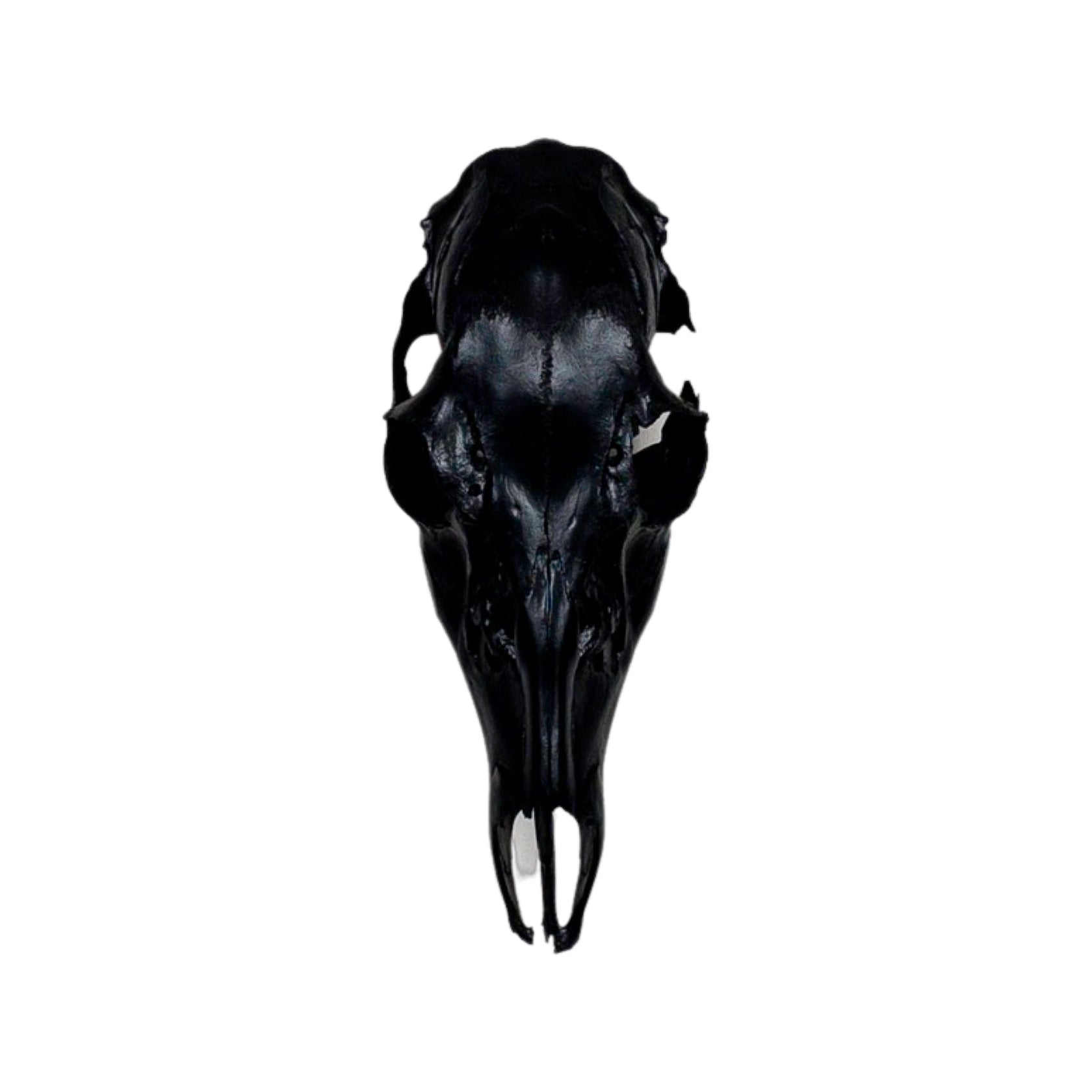 Female White-Tailed Deer Black Painted European Skull - Grade Respecta ...