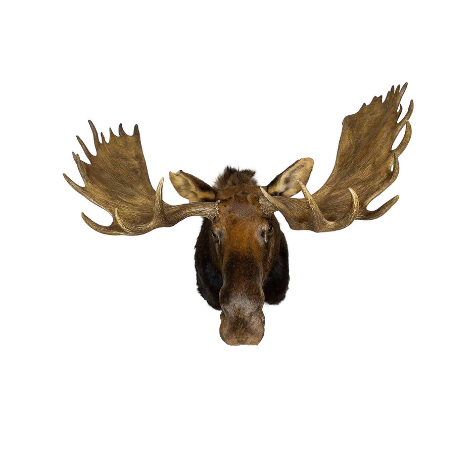 Moose Collection – Taxidermy Boutique