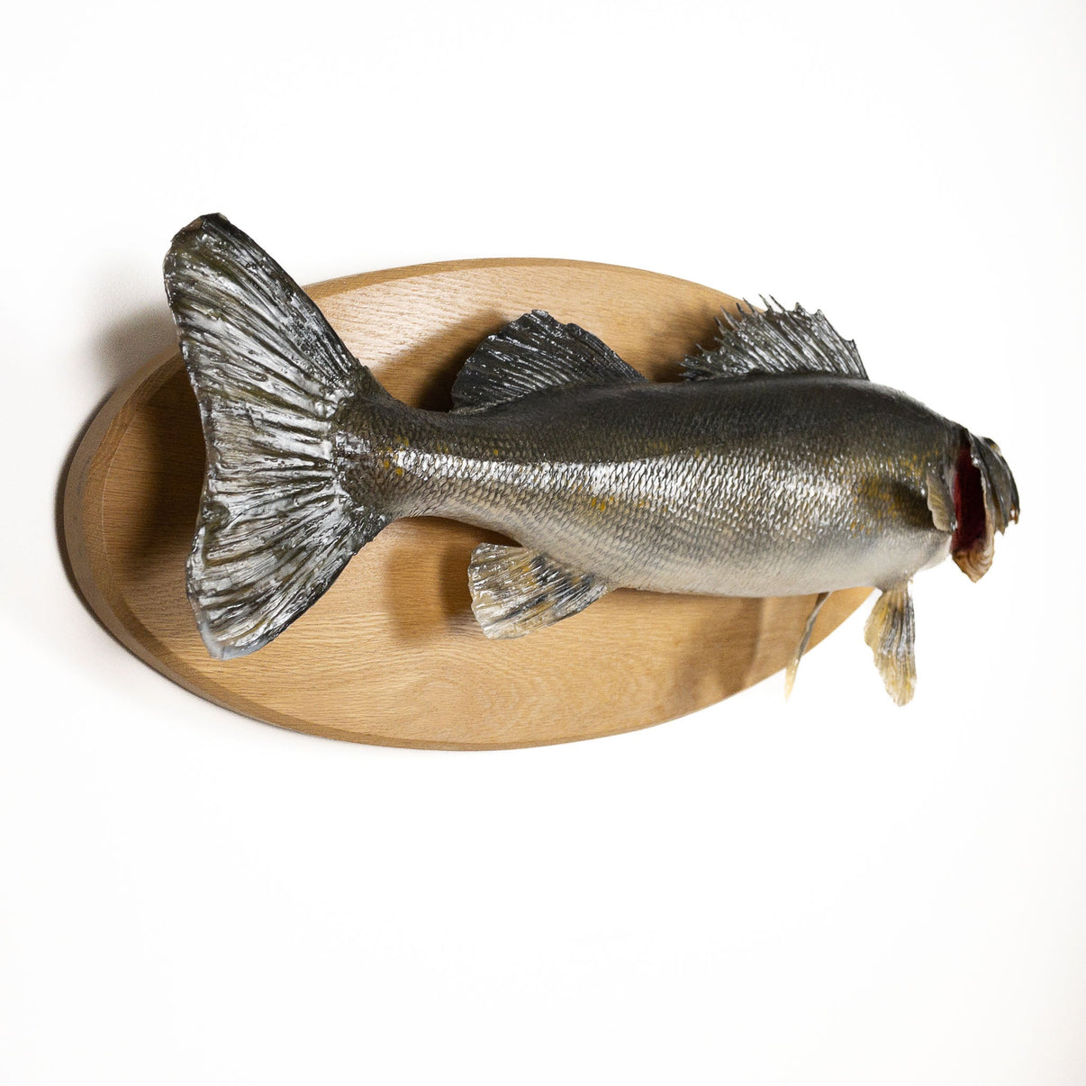 Walleye Fish Mount - Grade: Remarkable - Item # 1199 – Taxidermy Boutique